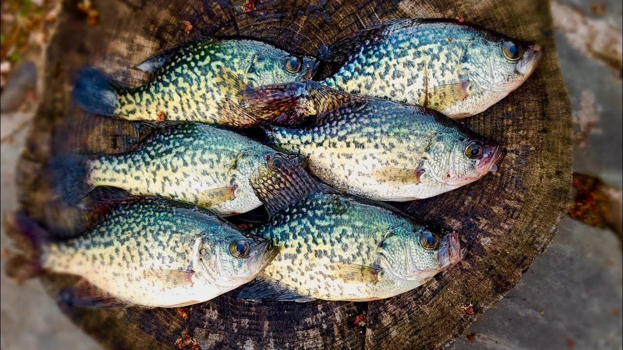 Crappie Fishing early spring #fishing #clearlake #crappie #panfish ...