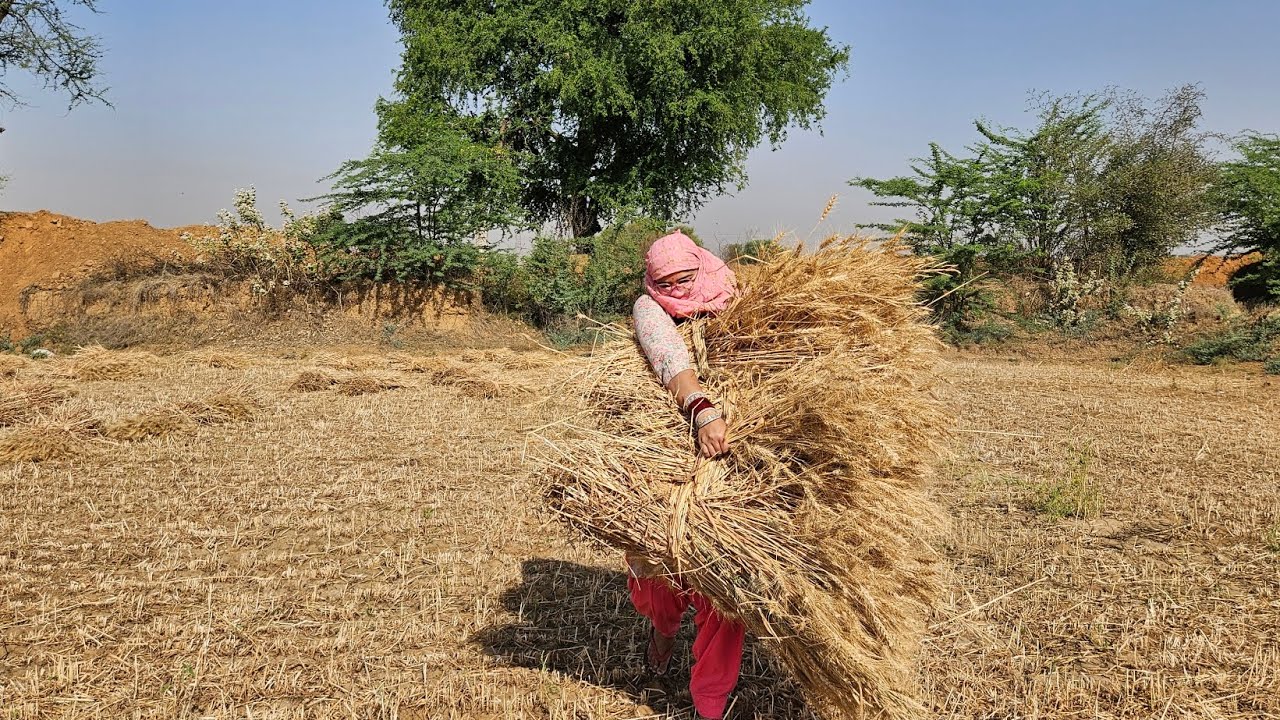 Rajasthan wheat agriculture 🌾 || EP - 28 || #farming #agriculture # ...