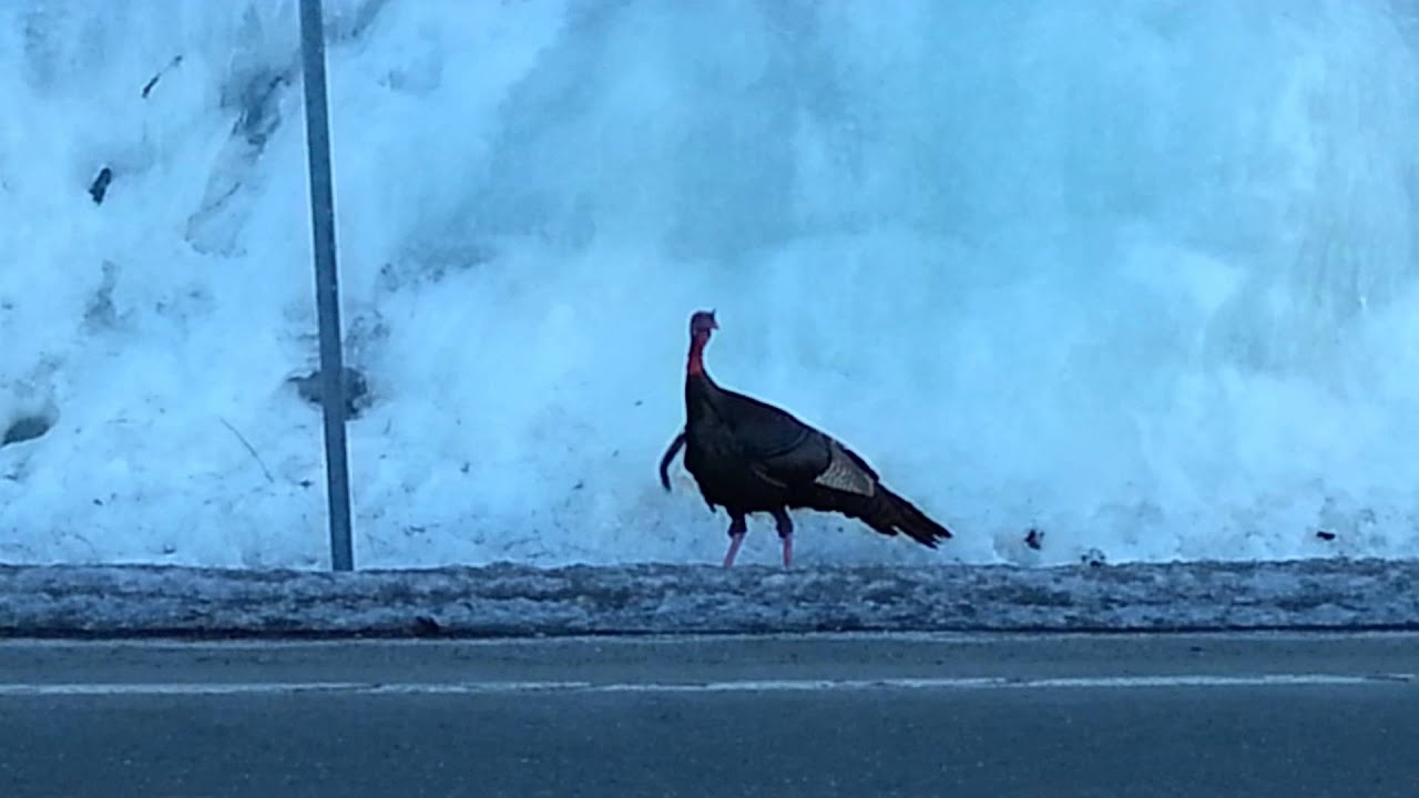 Why did the turkey cross the road - YouTube