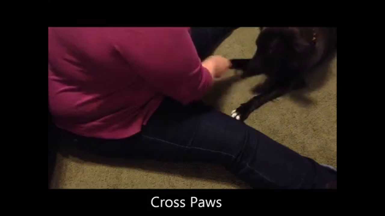 Orbit Advanced Trick Dog - YouTube