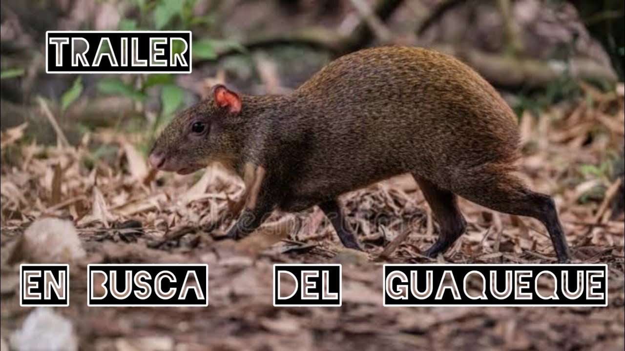 caza de cotuza #sereque #ñeque #picure #guatin #guaqueque (trailer) en ...