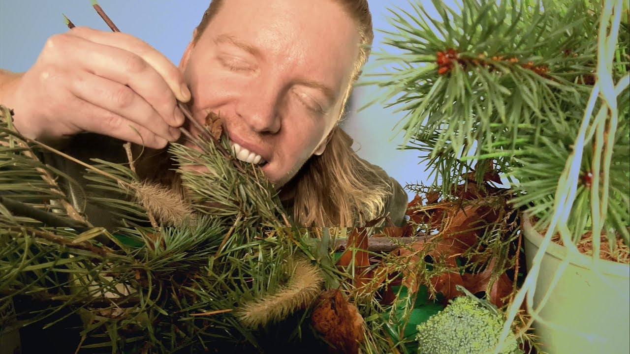 ASMR MUKBANG | ASMR Eating Pine Cones, Grass, Sticks, Pine Needles, Log ...