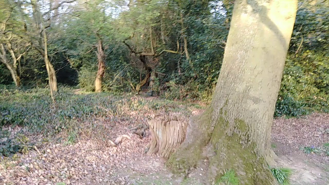 Walk through Burton Bushes, Beverley, East Yorkshire, England April ...