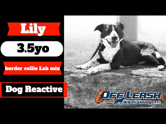 Great Dane Border Collie Lab Mix