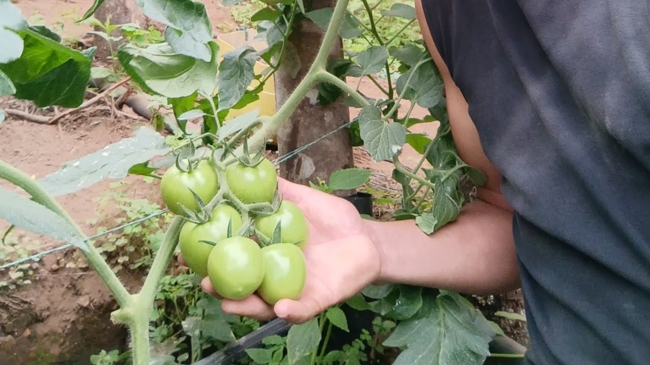 cuándo debe quitar hojas y rebrotes de mi tomates 🌱🍅 - YouTube