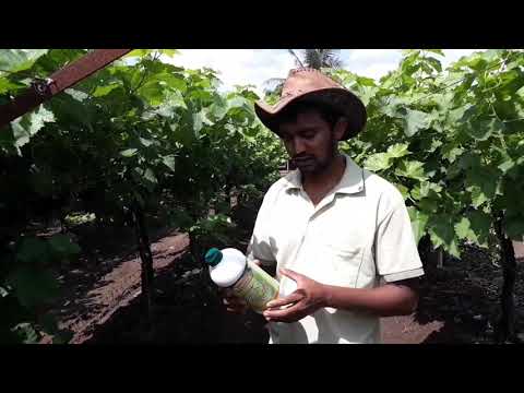 SANCHAR – 40 ( POTASSIUM SALT OF PHOSPHONIC ACID ) | डाउनी रोगा साठी ...