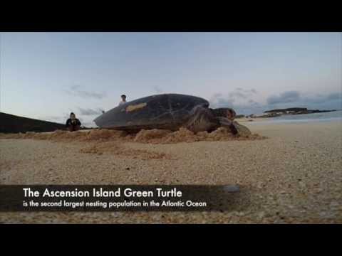 Green Sea Turtles of Ascension Island - YouTube