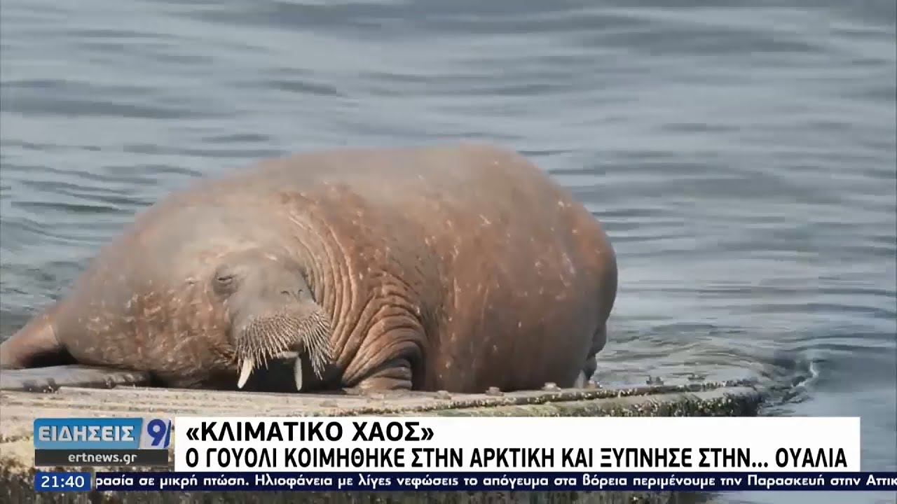 "Κλιματικό χάος" - Ο Γουόλι κοιμήθηκε στην Αρκτική και ξύπνησε στην ...
