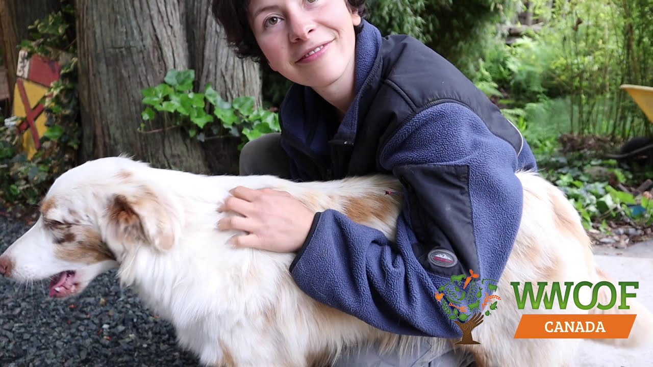 Why are we WWOOFing now? - WWOOF Canada Contest 2020 - YouTube