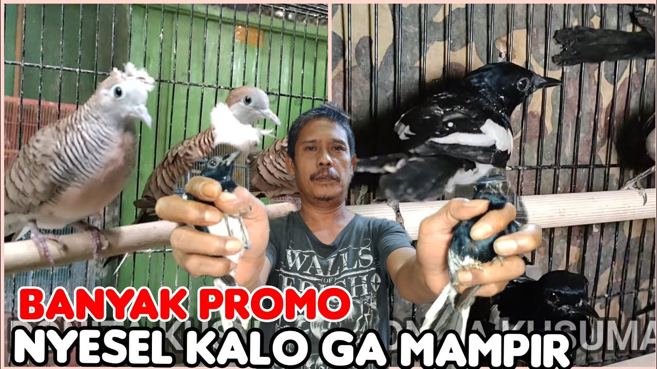 ABAH NYA SEPET KALO BURUNG LAMA DI KIOS DI PROMO AJAH NYESEL KALO GA ...