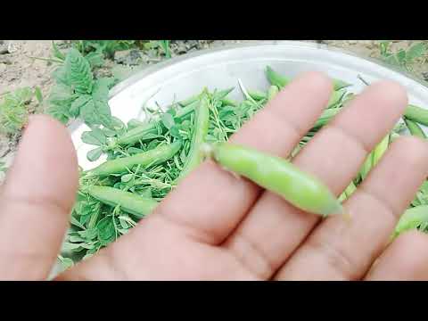 आज मैंने todi बीन्स जिसे पहाड़ी में बोलते हैं बकुआ bahut testy ...