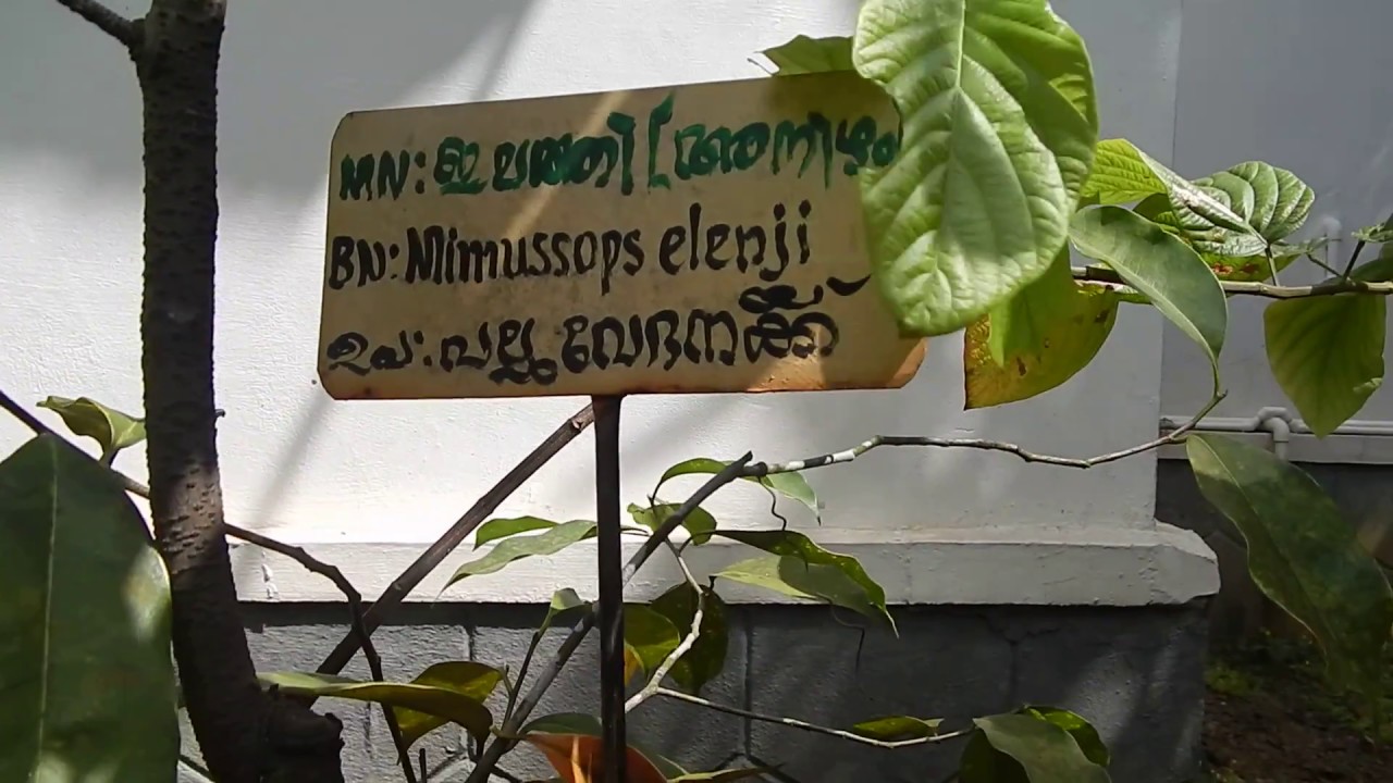 Ilanji (mimusops elanji)- Ayurvedic medicinal use for dental treatments ...