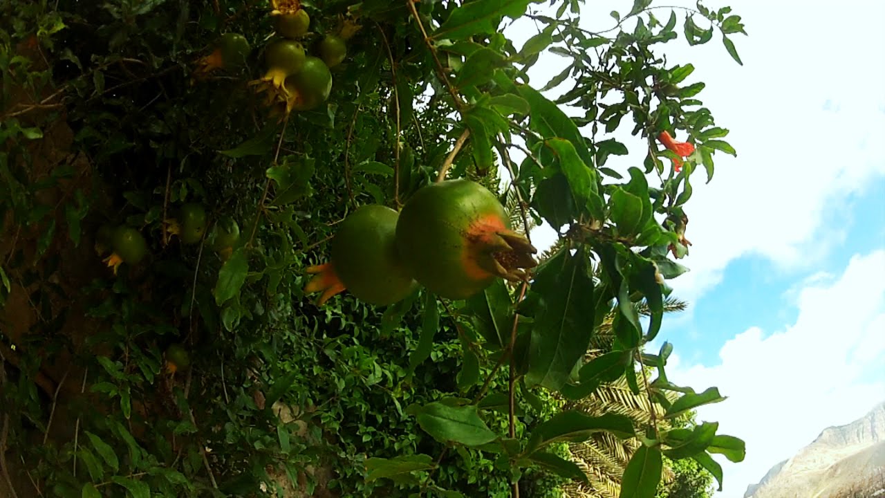Arbol de Granada | Pomegranate tree | Grenade Arbre | Granada Baum ...