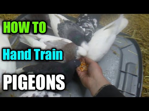 How To Tame Pigeons - YouTube