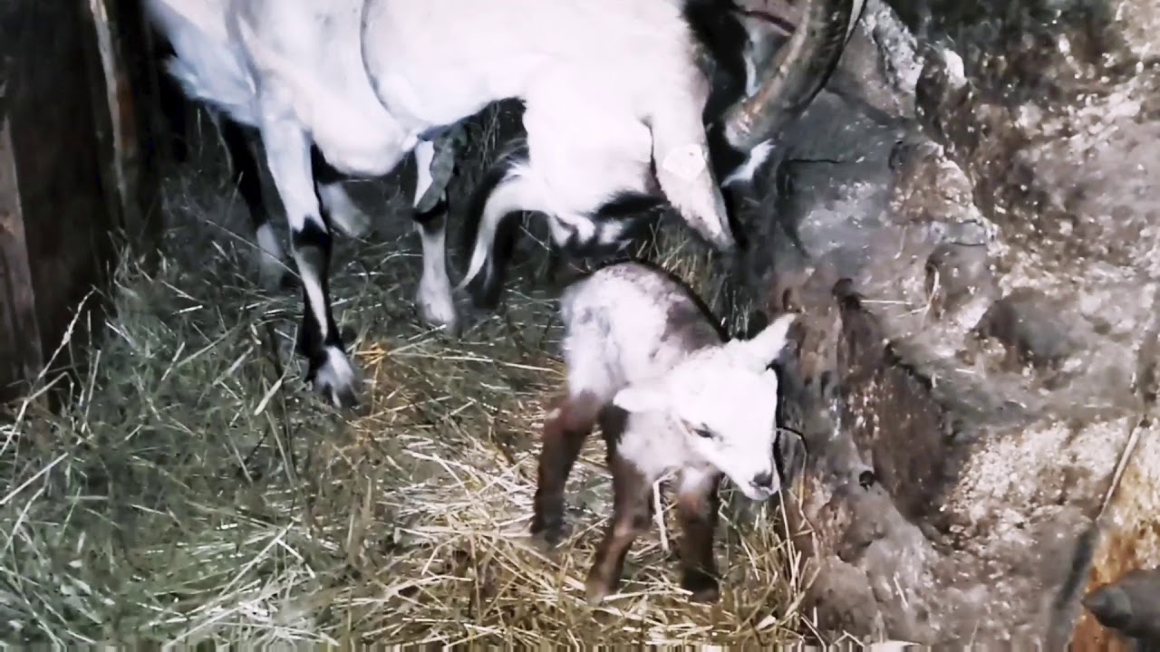 Goat adopted baby sheep - YouTube