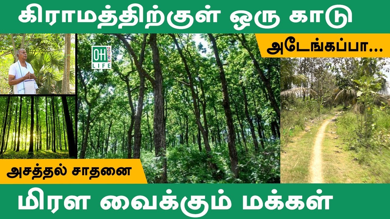 Village Forest in Tamil Nadu | கிராமமே வளர்க்கும் காடு - YouTube