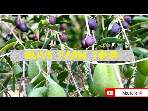Olive Farm Tour | Organic Olives | Olive Harvest | Life In The ...