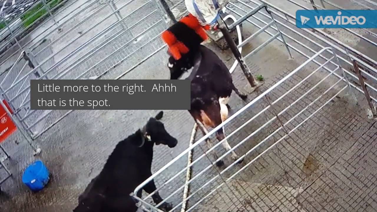 Salon de Cows - The Mooooo-ty Salon - YouTube