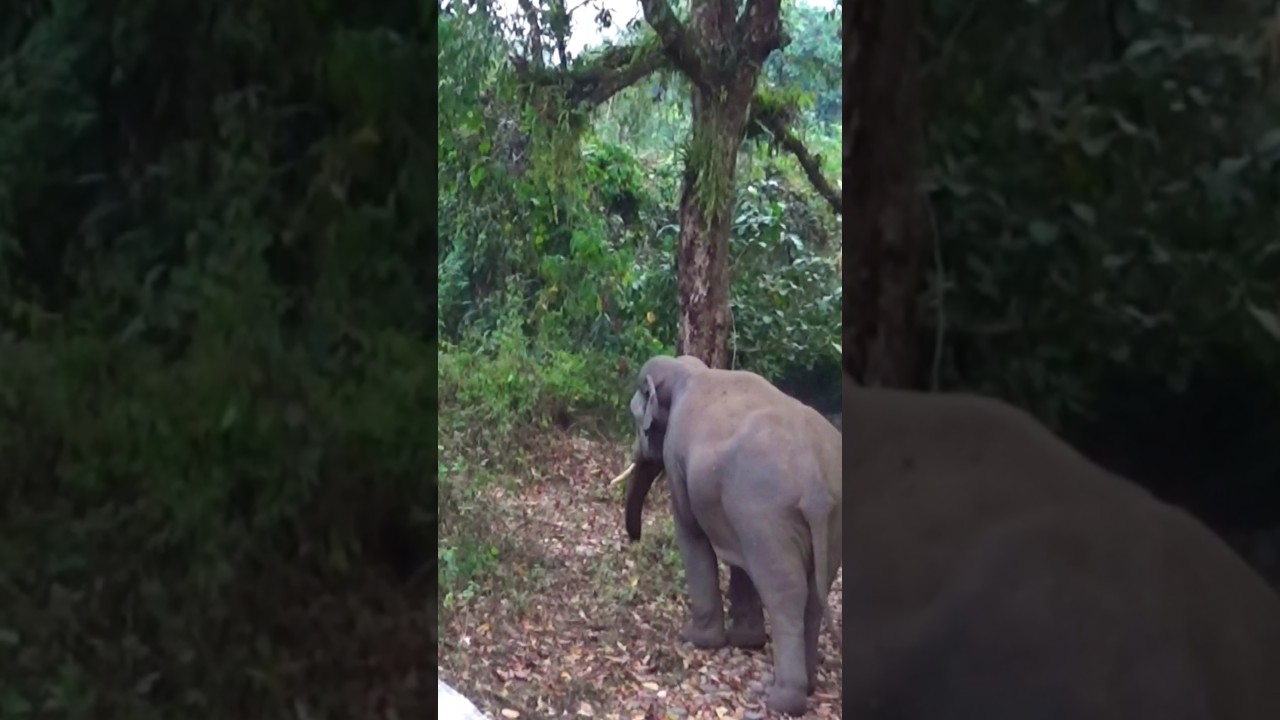 #elephant #wildlife #jasoprakas - YouTube