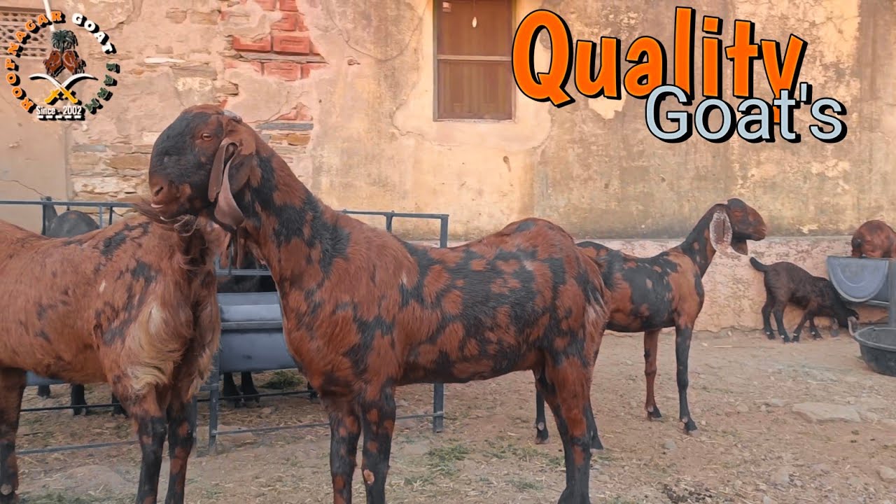 Quality Sirohi Goat | Sirohi Goat Farming At Roopnagar Goat Farm ...