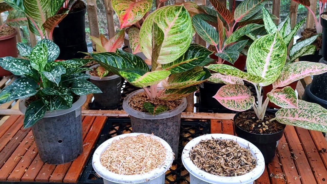 The Simplest Soil Mix for Aglaonema Chinese evergreen | easy mixture ...