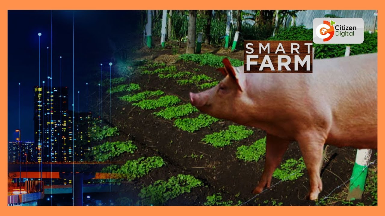 Smart Farm | Farmer in Nakuru practicing mixed farming - YouTube