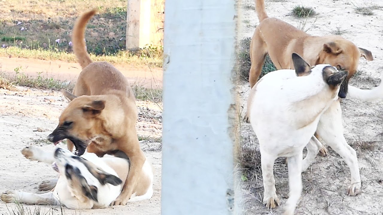 Vava has a good partner to enjoy her life || #1908 Nature Show - YouTube