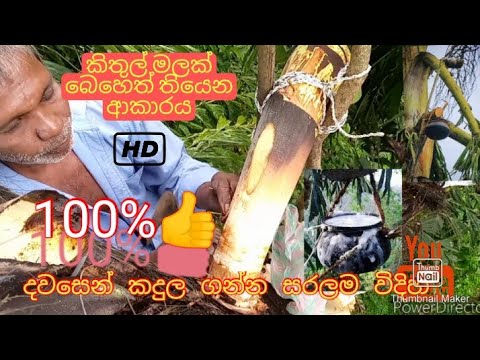 How exactly a kithul flower has medicine.100% කිතුල් මලක් පදම් කරගන්න ...