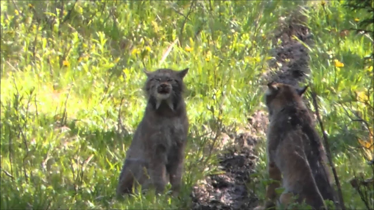 Canada Lynx Screaming at eachother - YouTube