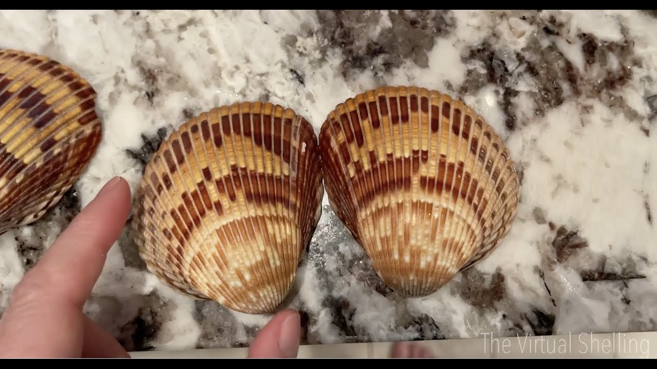 Pairing Giant Heart Cockles! (TUTORIAL) - YouTube