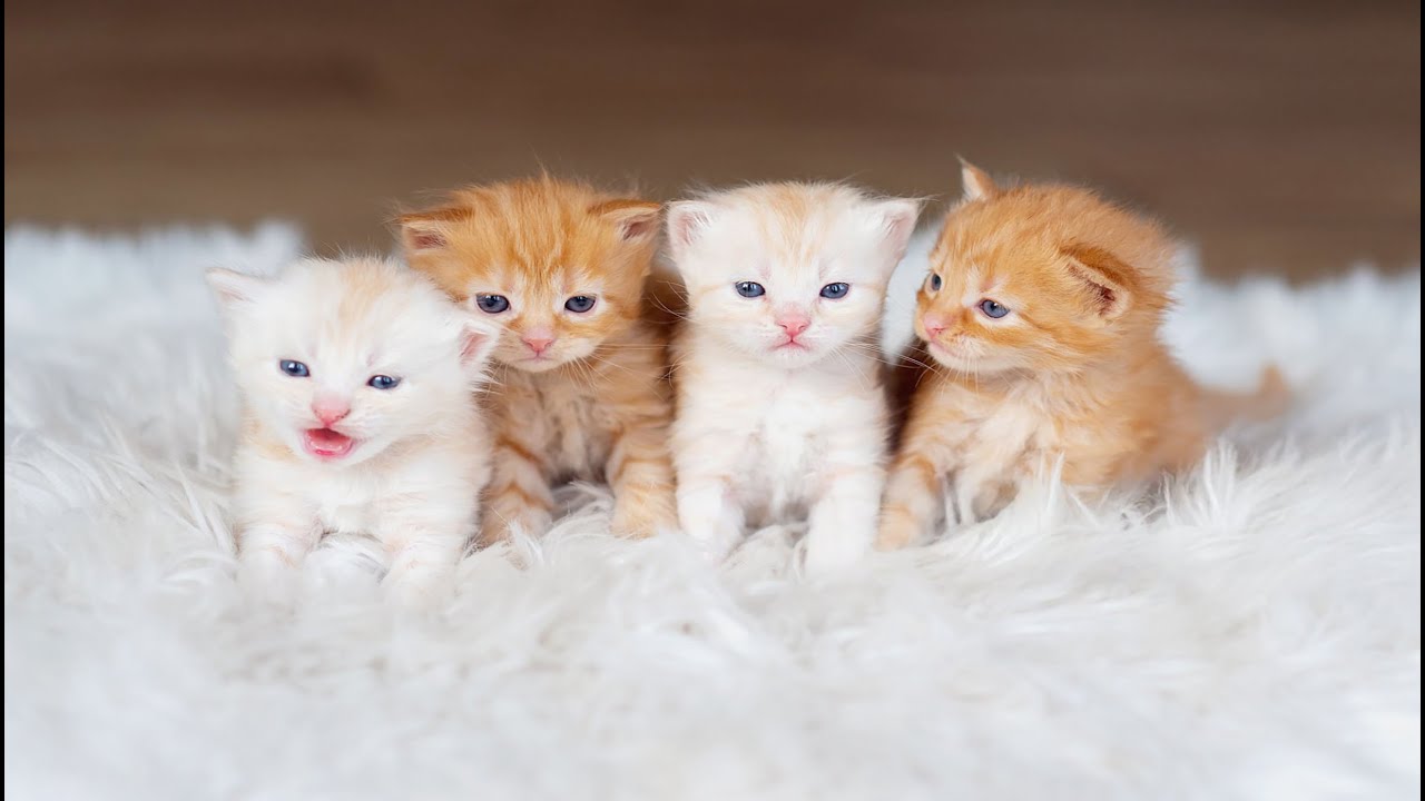 Adorable Kittens Play with Baby Dogs, Hoppy Rabbits, Little Cows ...