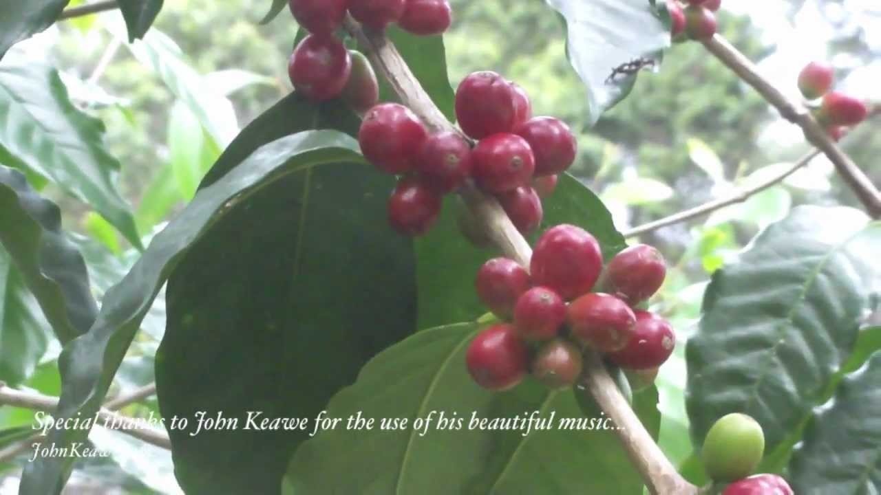 ThruJimsEyes - COFFEE GROWING STAGE 2: "Coffee Buds, Cherries and ...