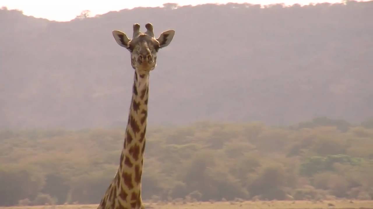 Giraffes in HD - YouTube