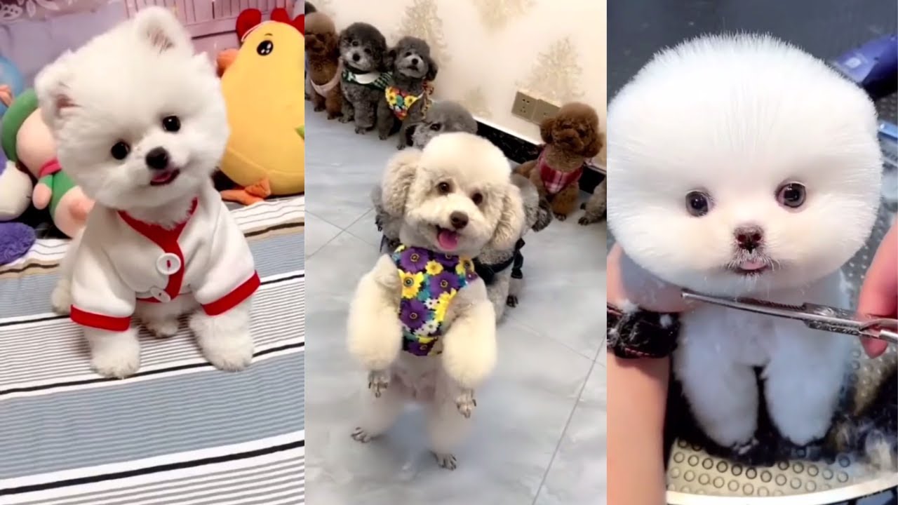 Funny puppy video | cute puppy compilation - YouTube