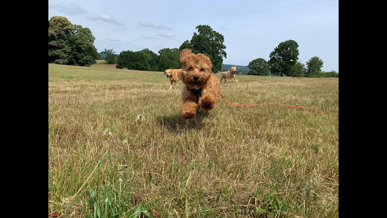 Arty - 3 Month Old Cockapoo Puppy - 3 Weeks Residential Dog Training ...