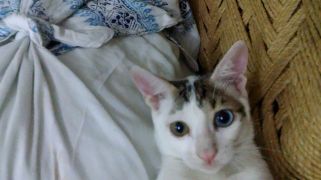 Bubbly My Beautiful Lovely Cat - YouTube