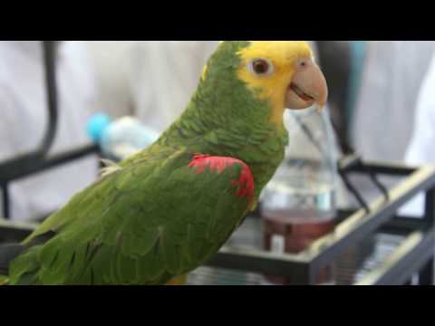 Parrots Sale in Saudi Arabia 2018 -Riyadh Birds Market - YouTube