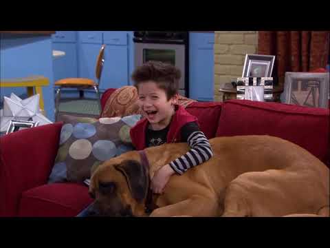 Shake It Up - Bitsy the English Mastiff