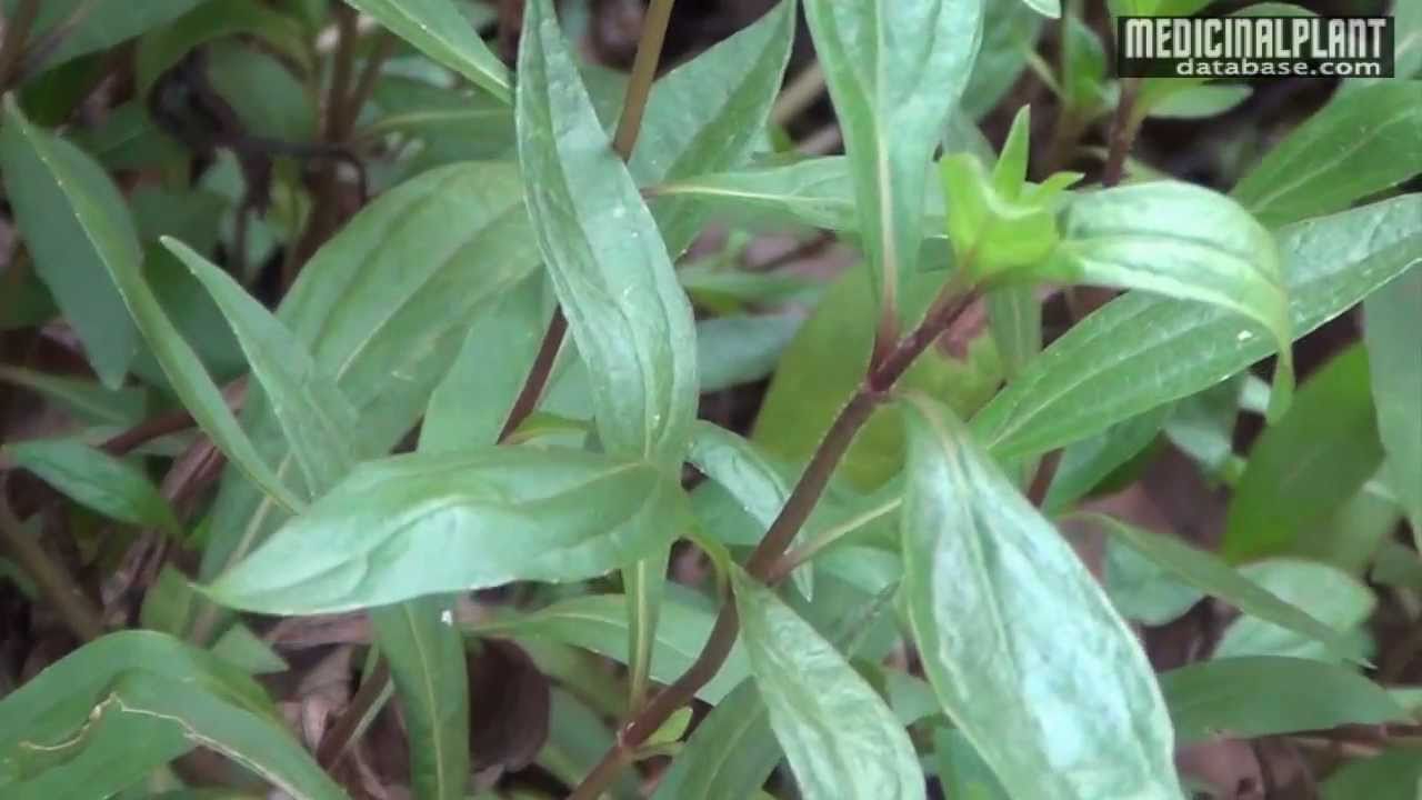 Eupatorium triplinerve - YouTube