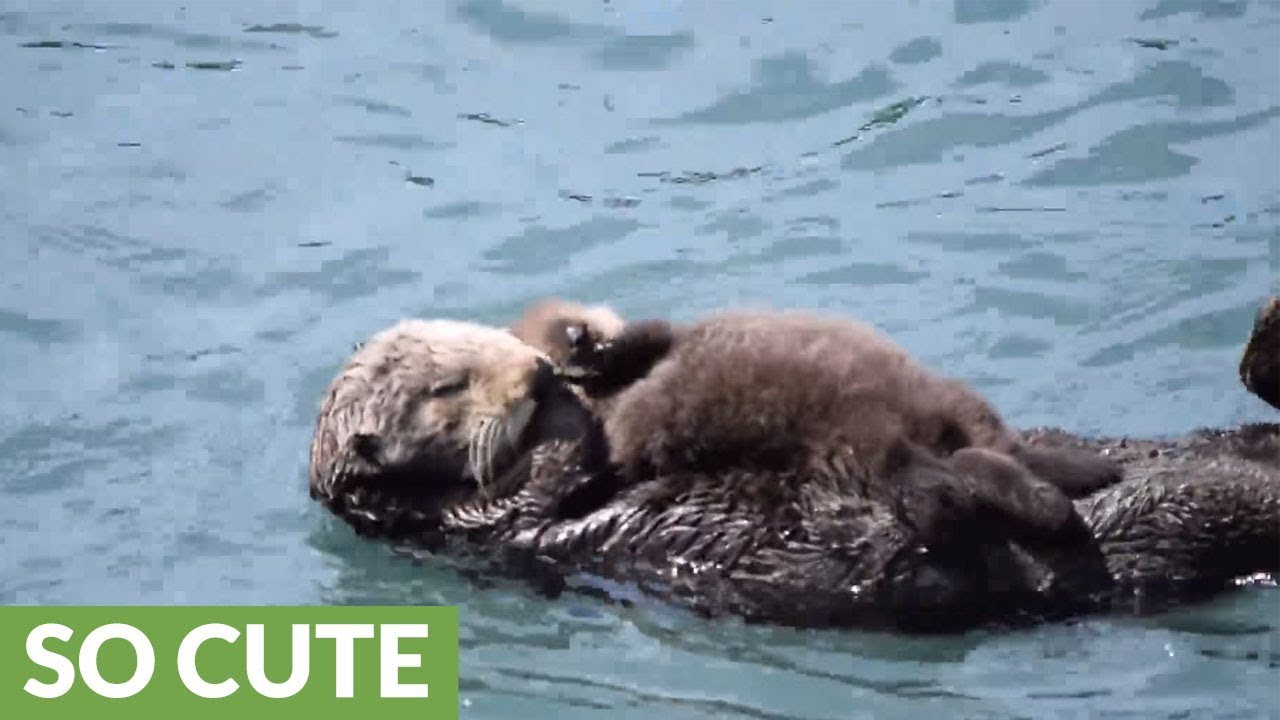 Mother Sea Otter Silences Squeaky Baby - YouTube