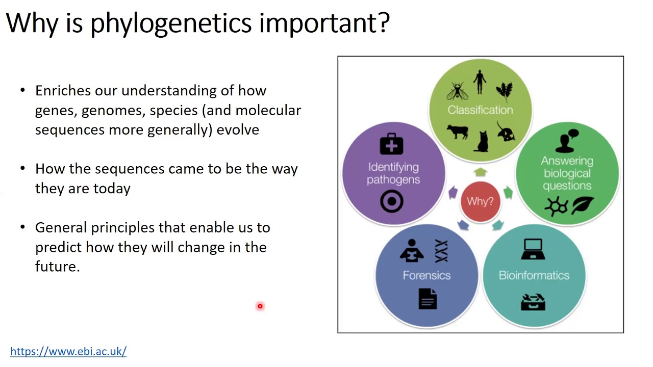 Phylogenetics Lecture 1| Basic terminology| Applications - YouTube