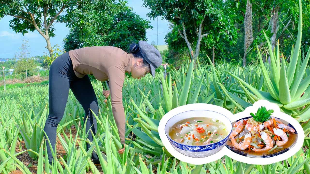 Harvesting Aloe Vera - Cooking Aloe Vera Stewing Pork Ribs & Aloe Vera ...