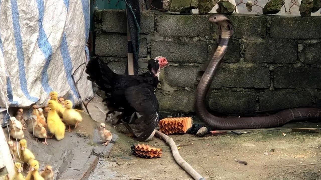 Brave Mother Chicken vs Cobra Snake to Protect Chicks - YouTube