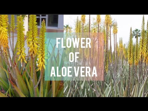 Aloe Vera's flowers🤩💯/Have you ever seen alo evera's flowers🤗💮💜 - YouTube