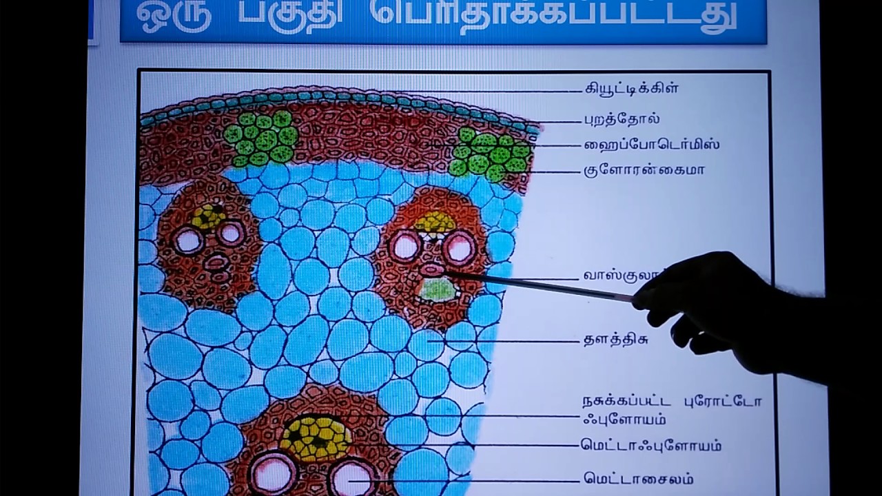 Botany Monocot stem internal structure - YouTube