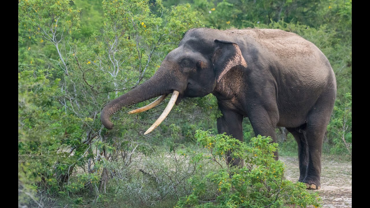 Appearance of a Rare Tusker - YouTube