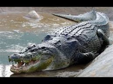 [CROCODILES TAKING OVER MIAMI] Walking in The Streets AFTER HURRICANE ...