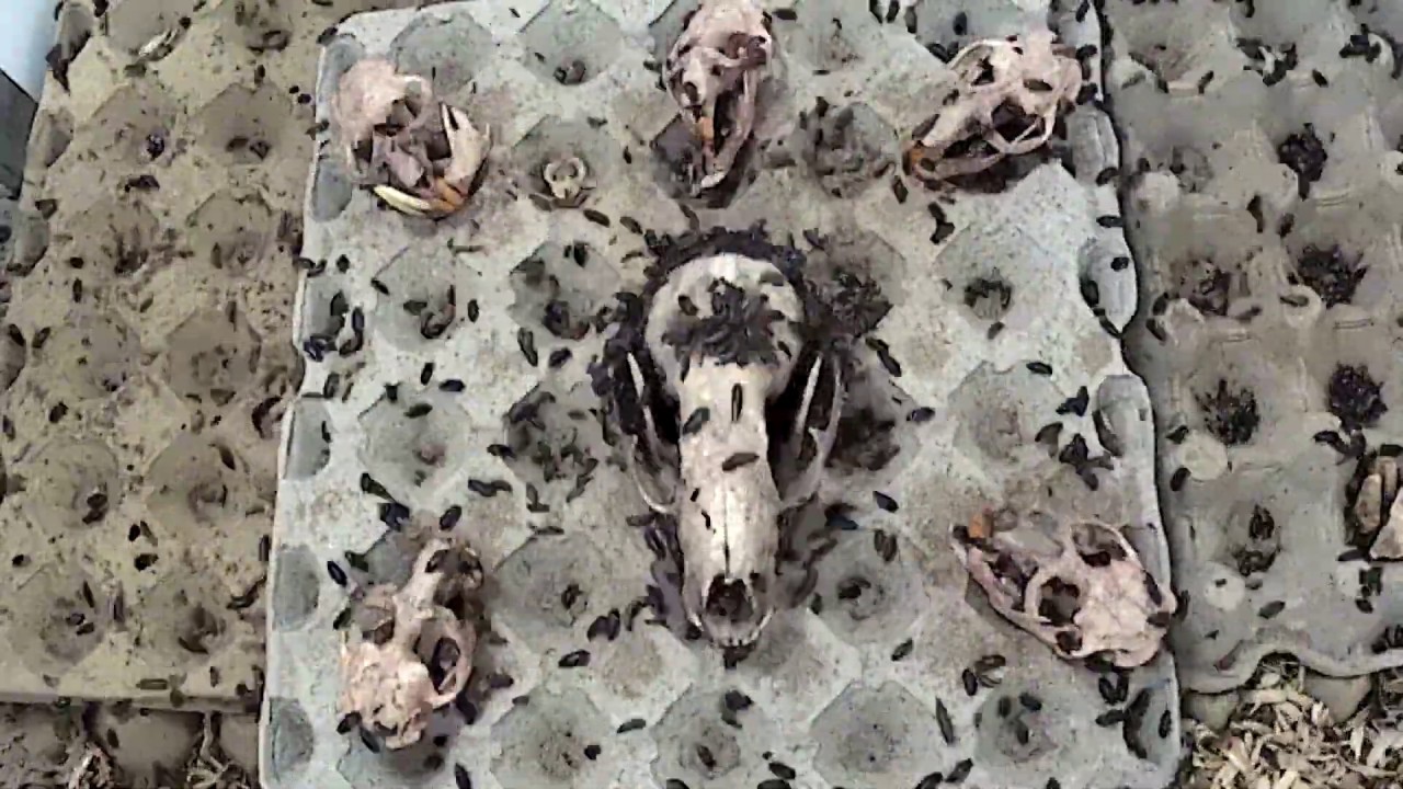 Muskrat and Raccoon Dermestid Beetle Timelapse - YouTube