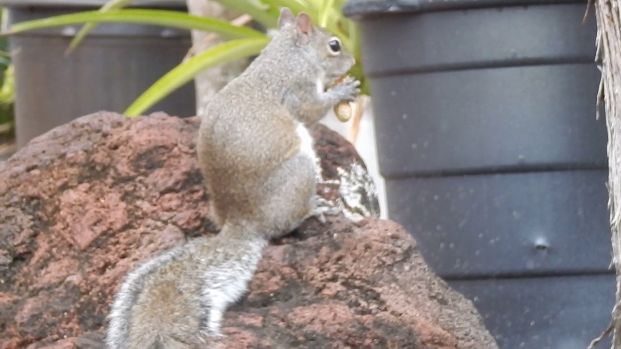 A Chiller "Psycho" Squirrel Shows up With the Gang for Peanuts - YouTube