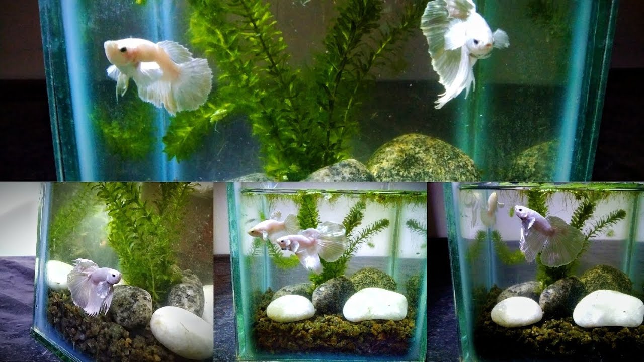 Let's Create a Beautiful Betta Fish Tank ️/Beautiful Elephant Ear Betta ...